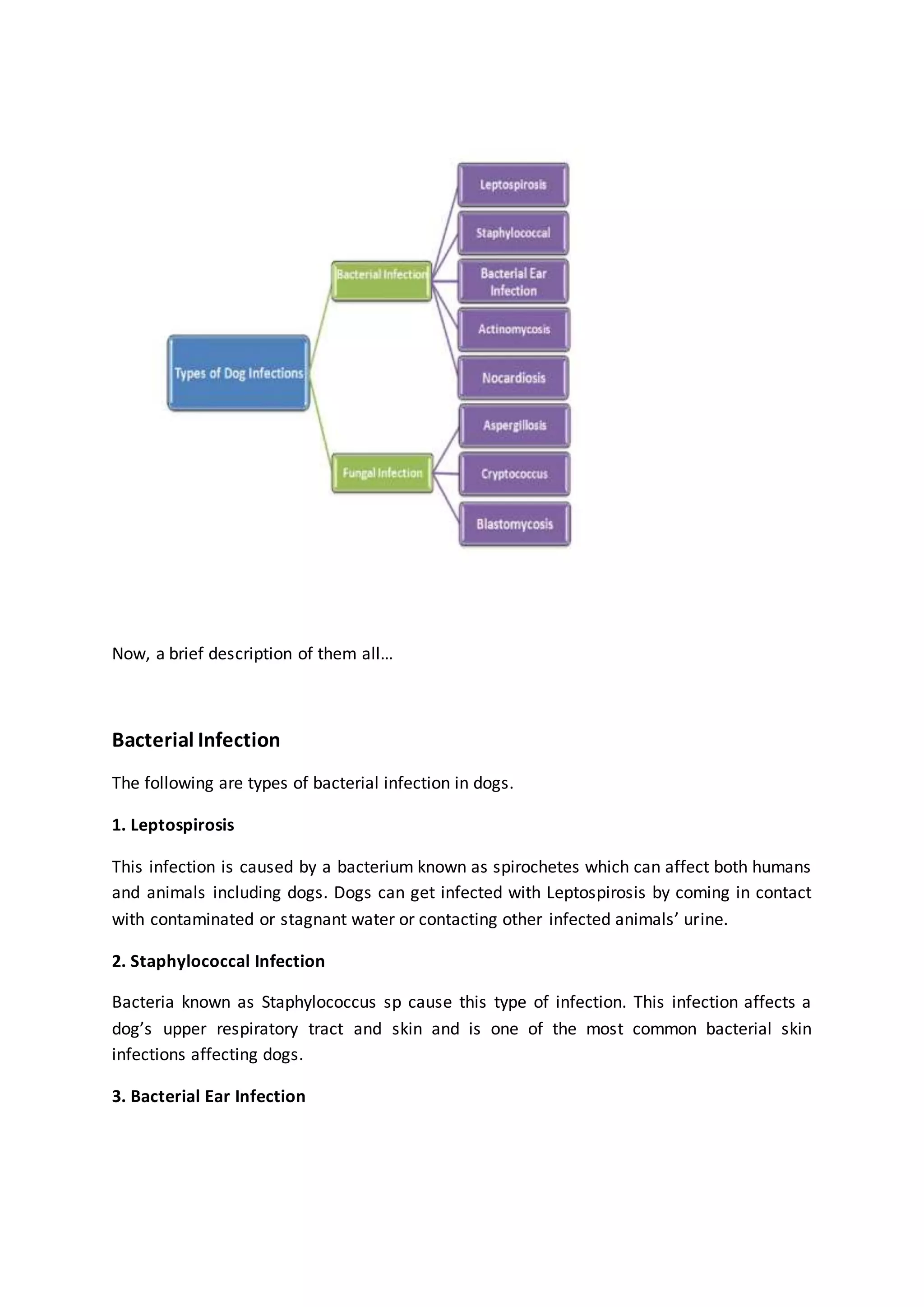 TYPES OF COMMON BACTERIAL AND FUNGAL INFECTIONS AFFECTING DOGS | DOCX
