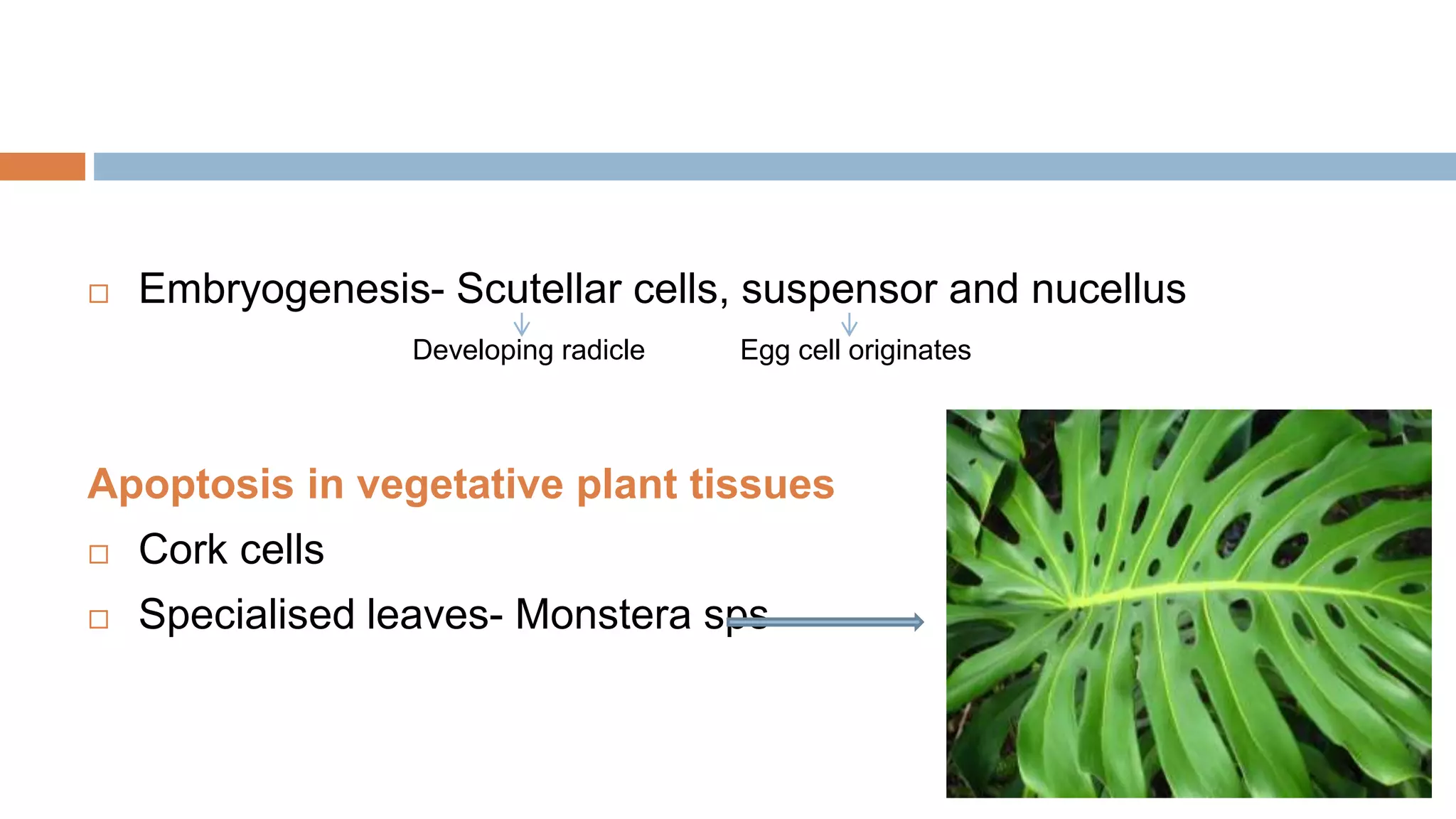 Programmed Cell Death | PPTX