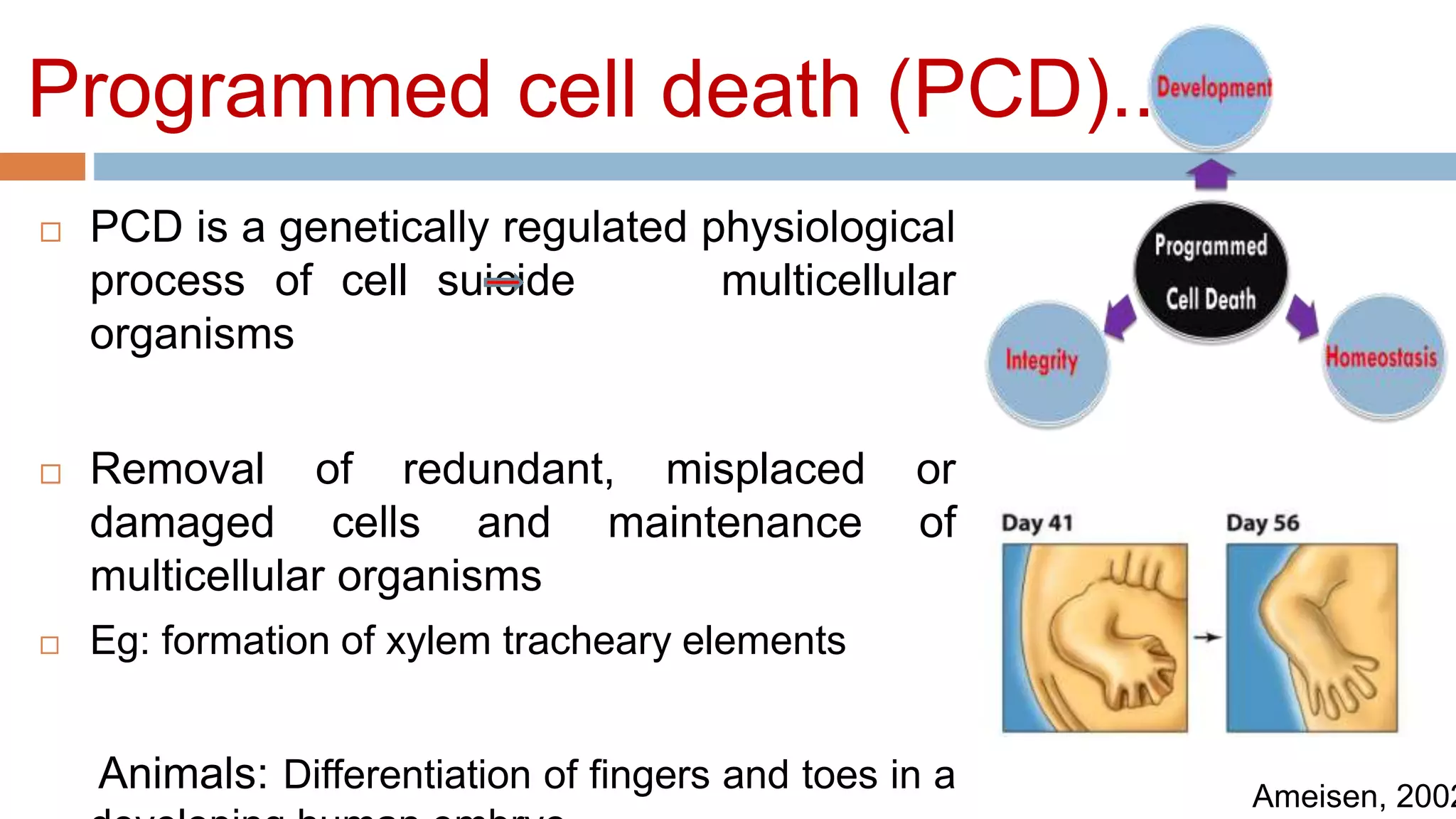 Programmed Cell Death | PPTX