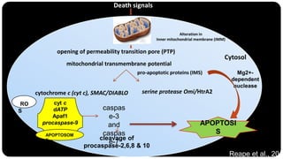 Programmed Cell Death | PPTX