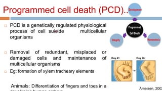 Programmed Cell Death | PPTX