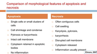 Programmed Cell Death | PPTX