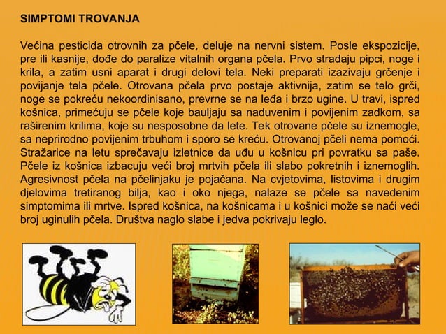 pcela.ppt za cetvrtak.pptffffffffffffffff | PPT