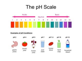 pchem Acidsbases waterbuffers ph measurements | PPT