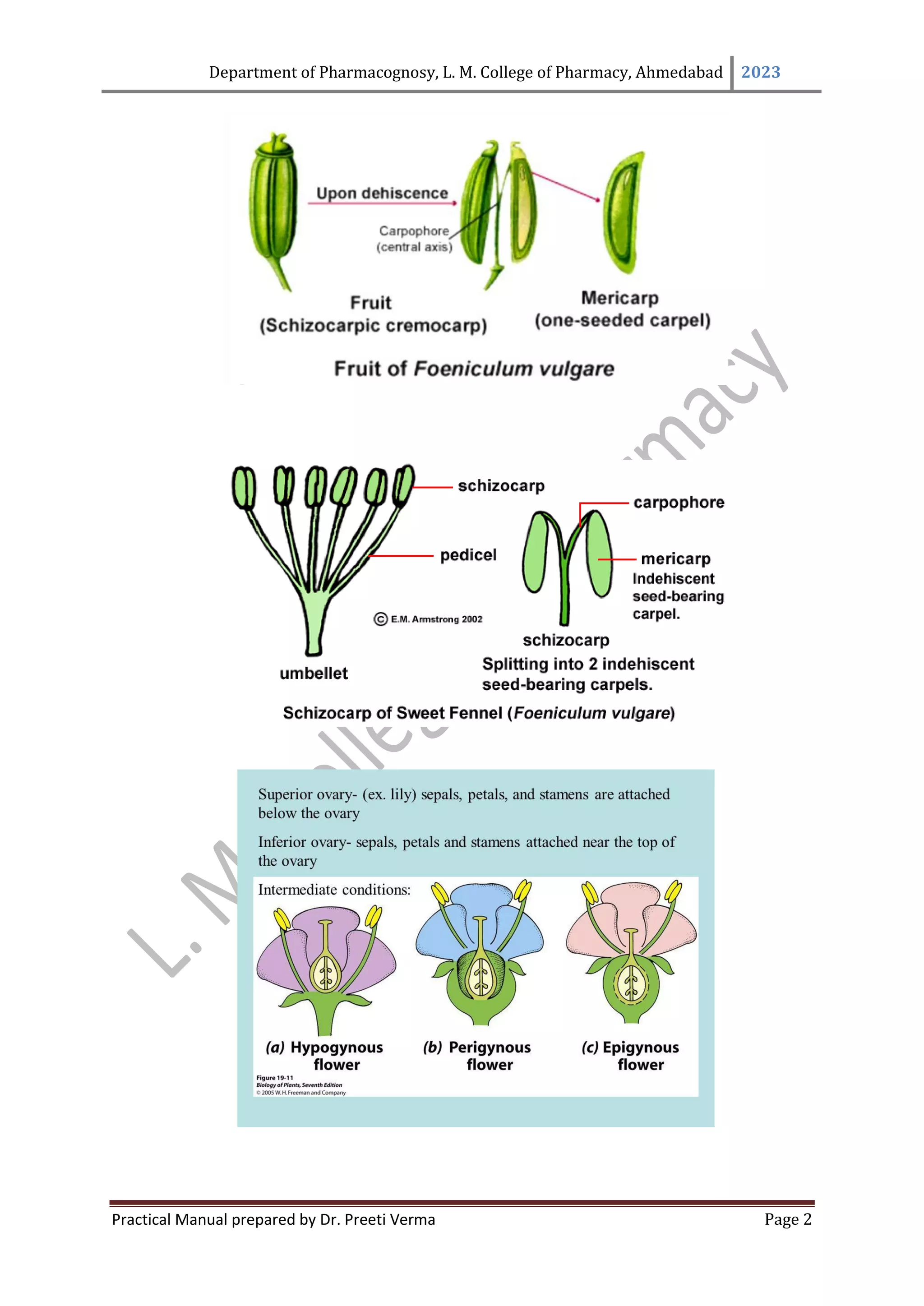 Introduction to umbelliferous fruits. Morphology of fennel & cardamom | PDF