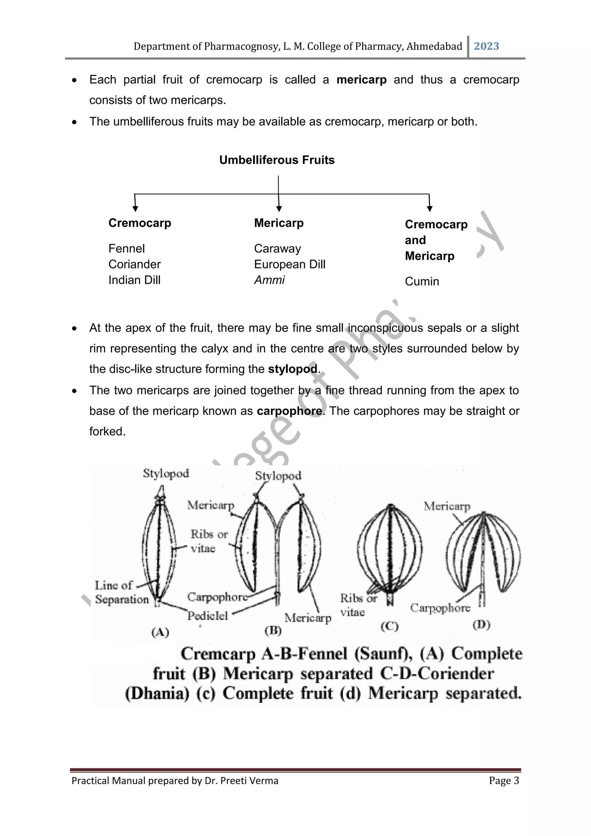Introduction to umbelliferous fruits. Morphology of fennel & cardamom | PDF