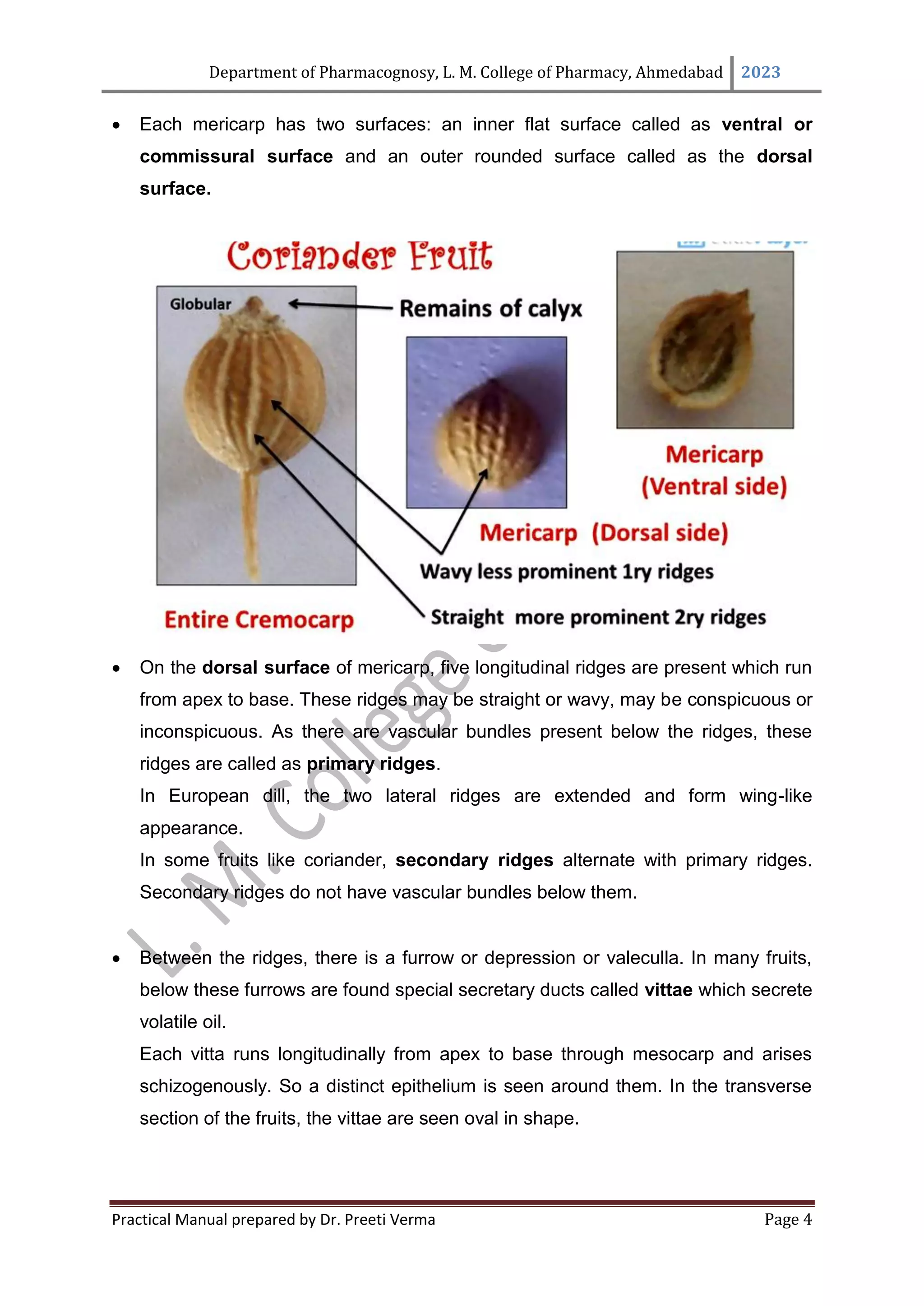 Introduction to umbelliferous fruits. Morphology of fennel & cardamom | PDF
