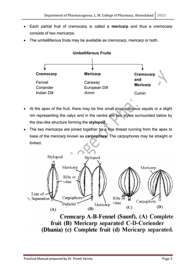 Introduction to umbelliferous fruits. Morphology of fennel & cardamom | PDF