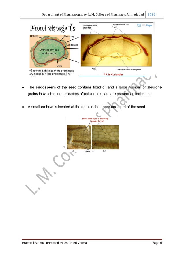 Introduction to umbelliferous fruits. Morphology of fennel & cardamom | PDF