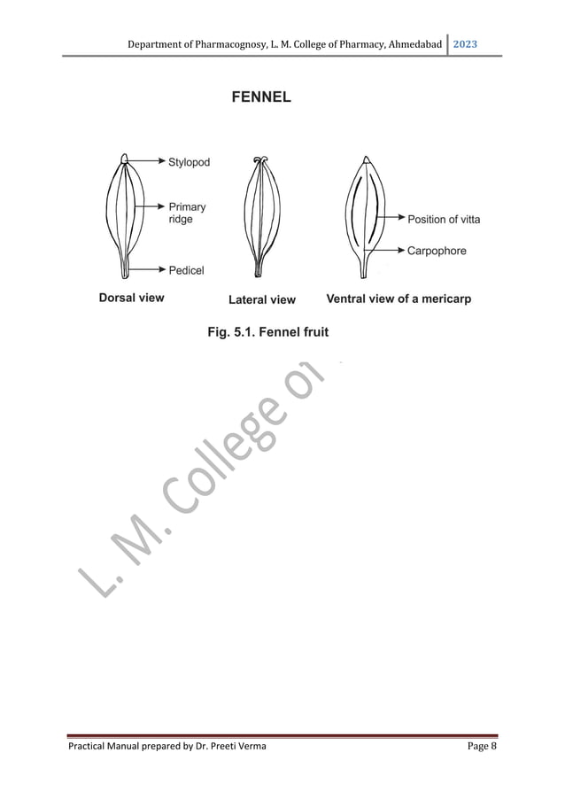 Introduction to umbelliferous fruits. Morphology of fennel & cardamom | PDF