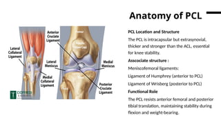 Posterior Cruciate Ligament- Surgical Anatomy | PPTX