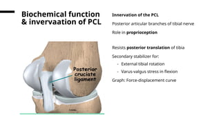 Posterior Cruciate Ligament- Surgical Anatomy | PPTX