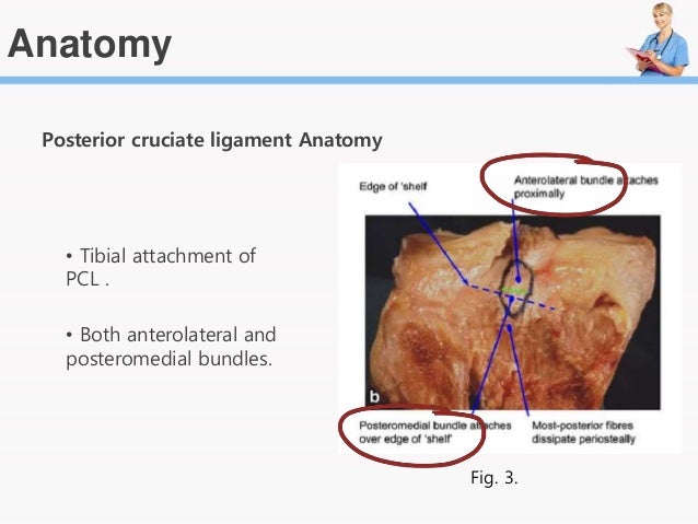 Posterior Cruciate Ligament Injuries Orthoinfo Aaos