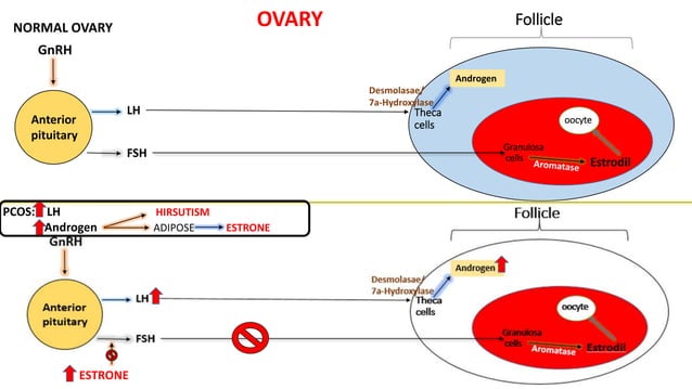 Pcod presentation | PPT