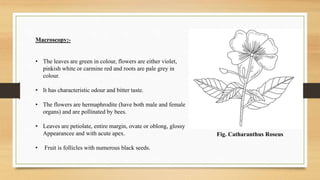 P cognosy of vinca | PPTX