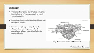 Pharmacognosy of Vinca | PPTX