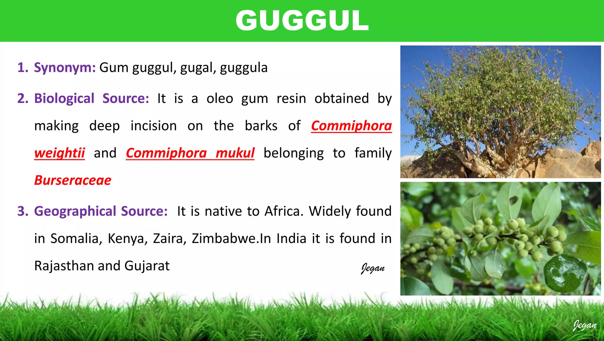 Pharmacognosy of traditional drugs in India | PDF