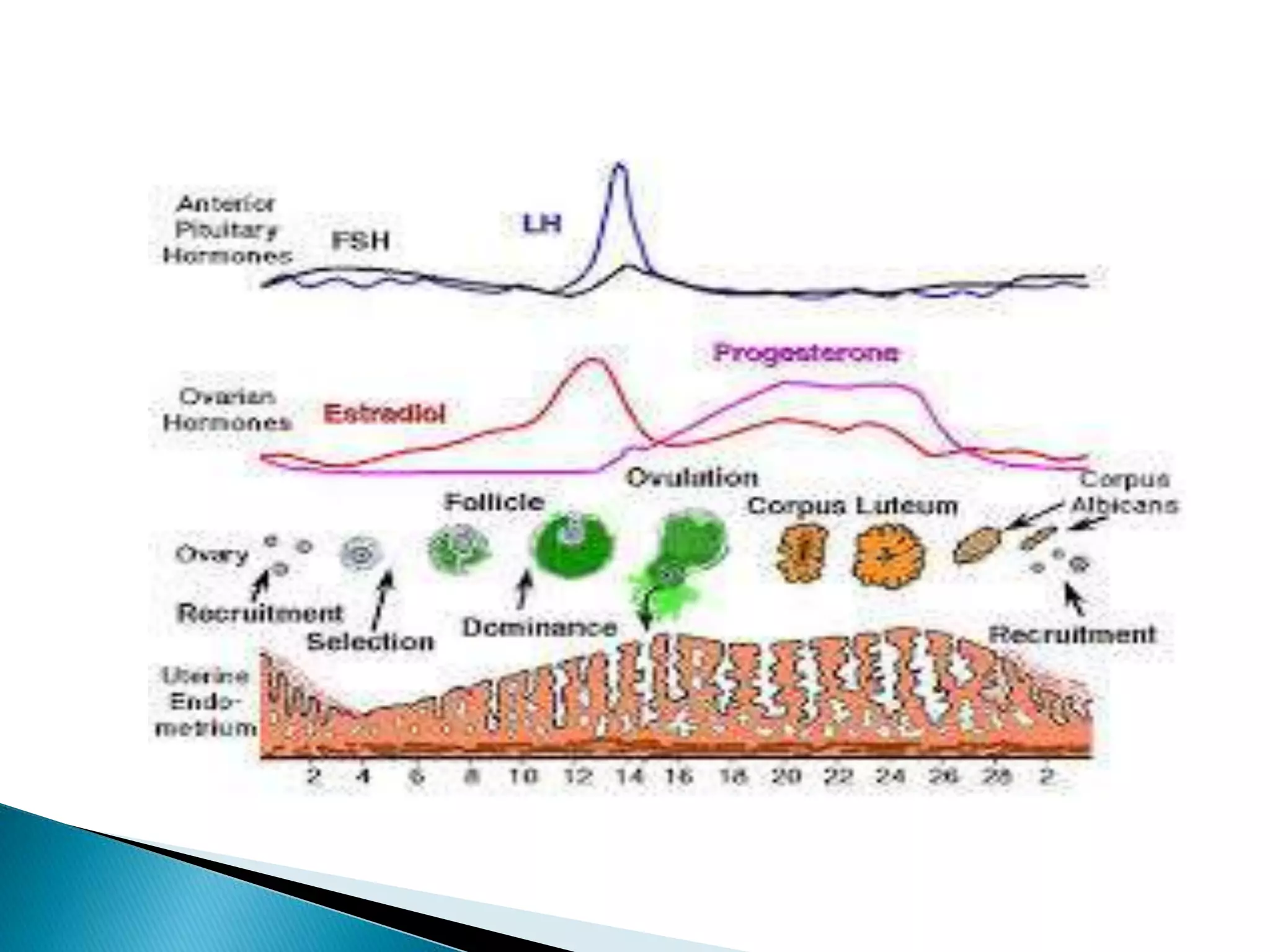 Pcos overview | PPT