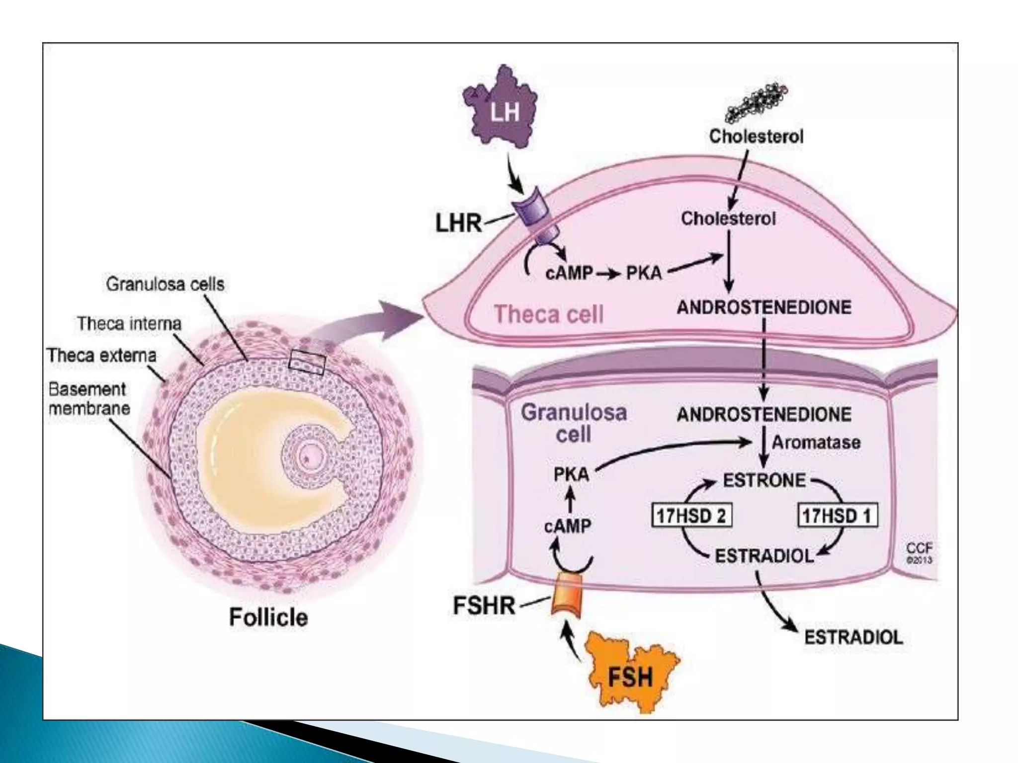 Pcos overview | PPT
