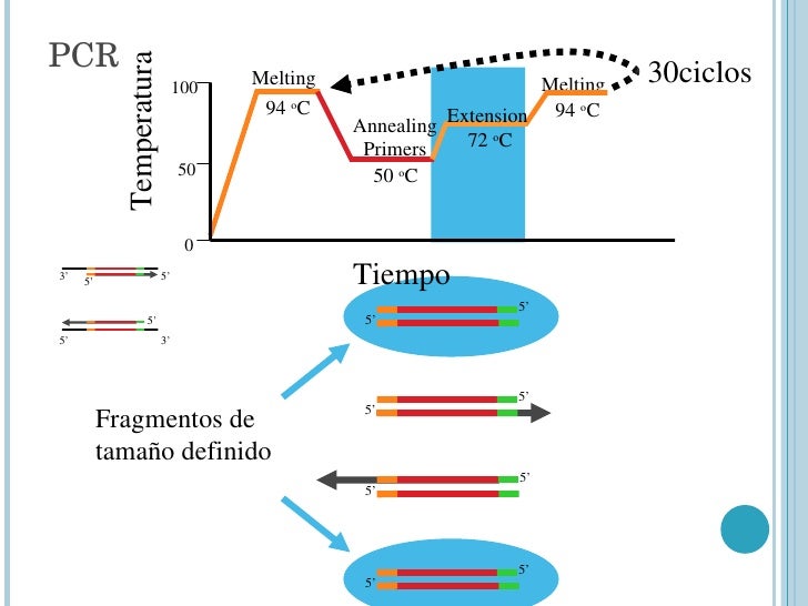 Pcr