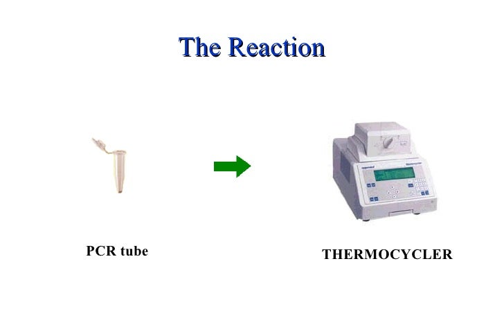 PCR
