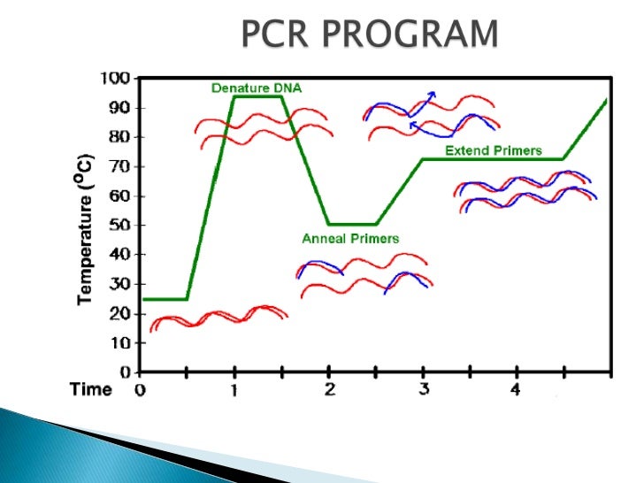 Touchdown pcr vs gradient pcr - minehoney