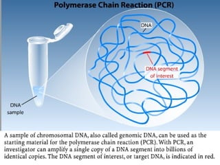 Pcr | PPT