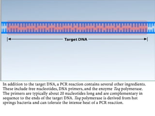Pcr | PPT