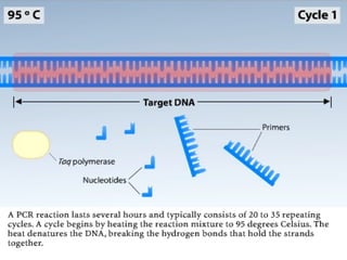 Pcr | PPT