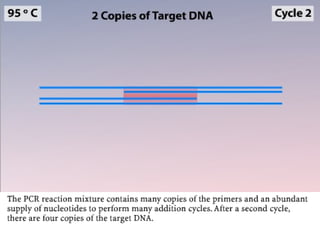 Pcr | PPT