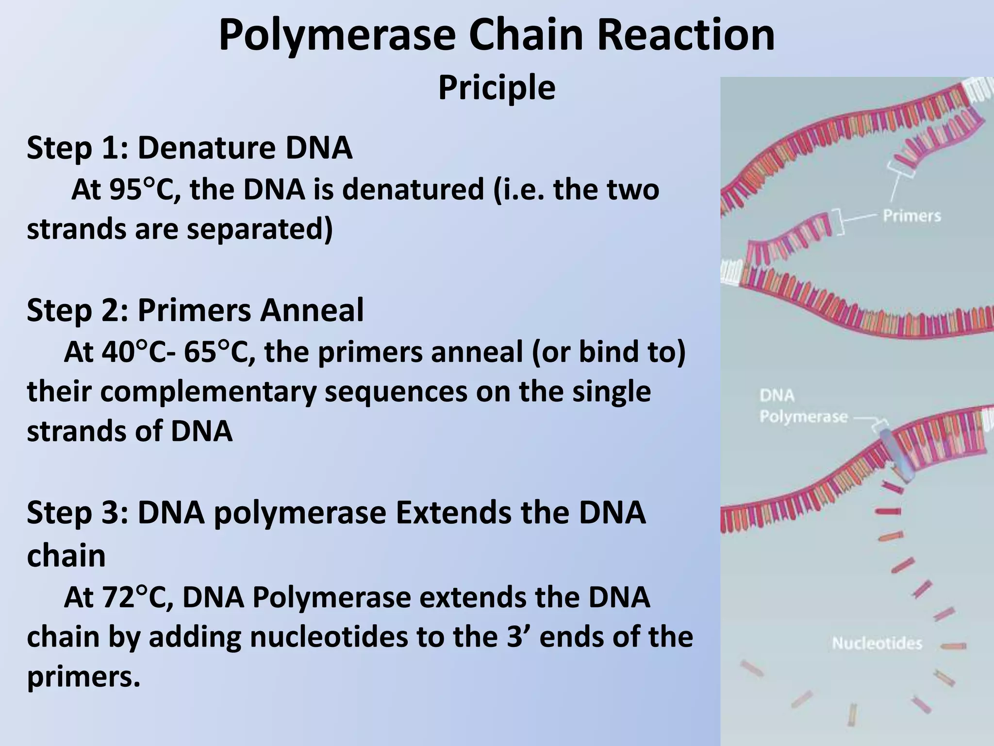 Polymerase Chain Reaction - PCR | PPTX