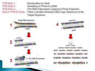 Pcr | PPTX