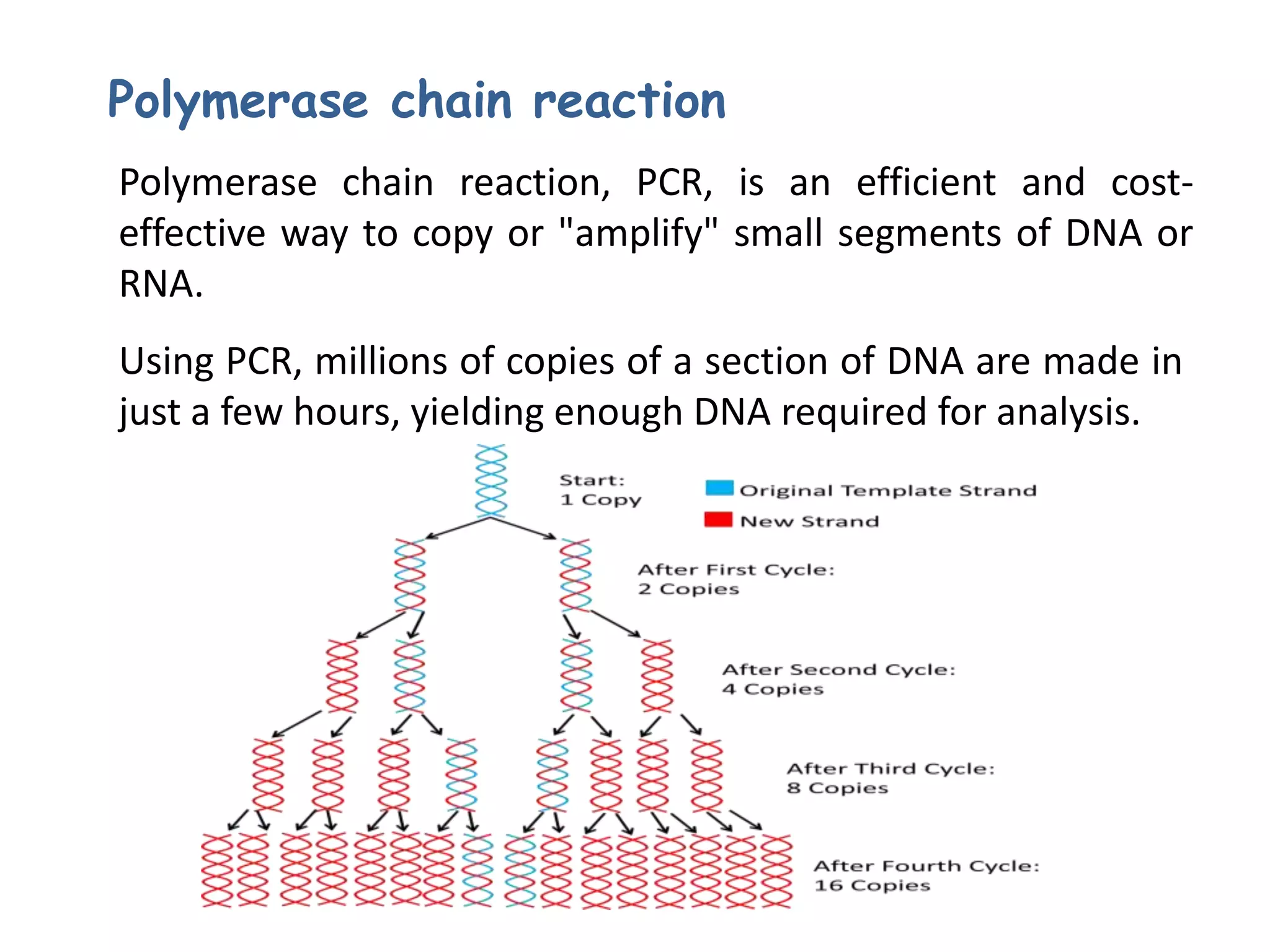 Polymerase Chain Reaction | PPTX