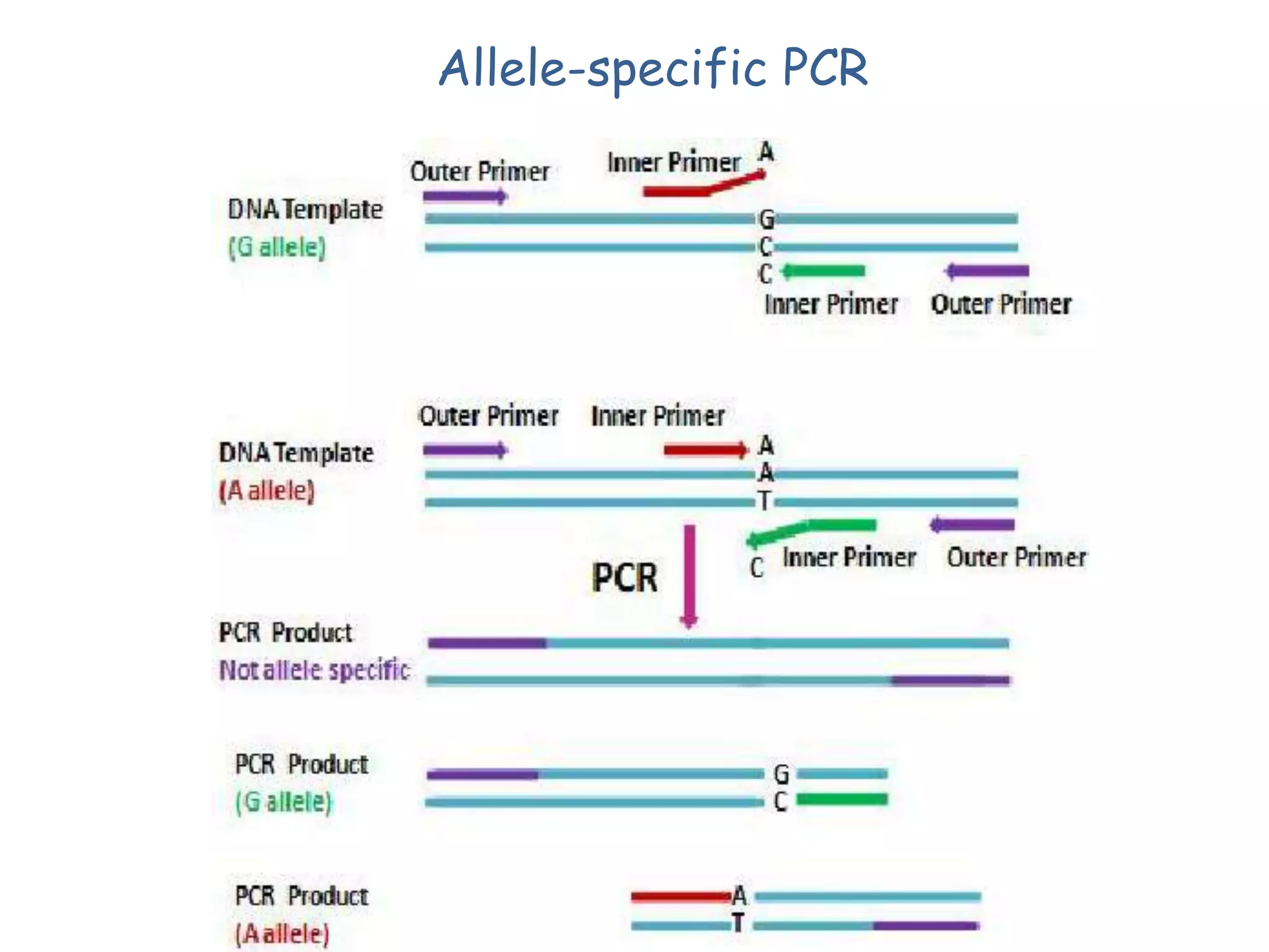 Polymerase Chain Reaction | PPTX