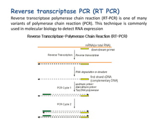 Polymerase Chain Reaction | PPTX
