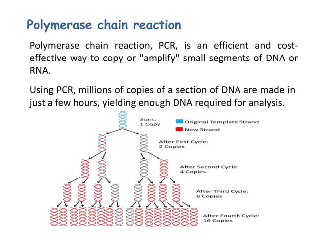 Polymerase Chain Reaction | PPTX
