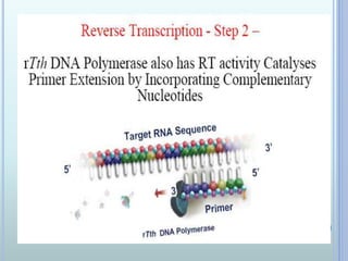 Chain Transcription Reaction Reverse Polymerase Wuencher