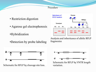 Pcr | PPTX