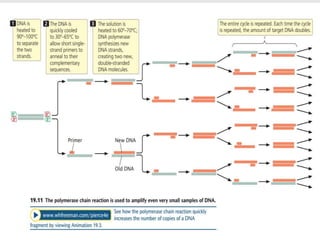 Polymerase Chain Reaction(PCR) | PPT