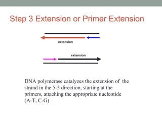 Polymerase Chain Reaction(PCR) | PPT