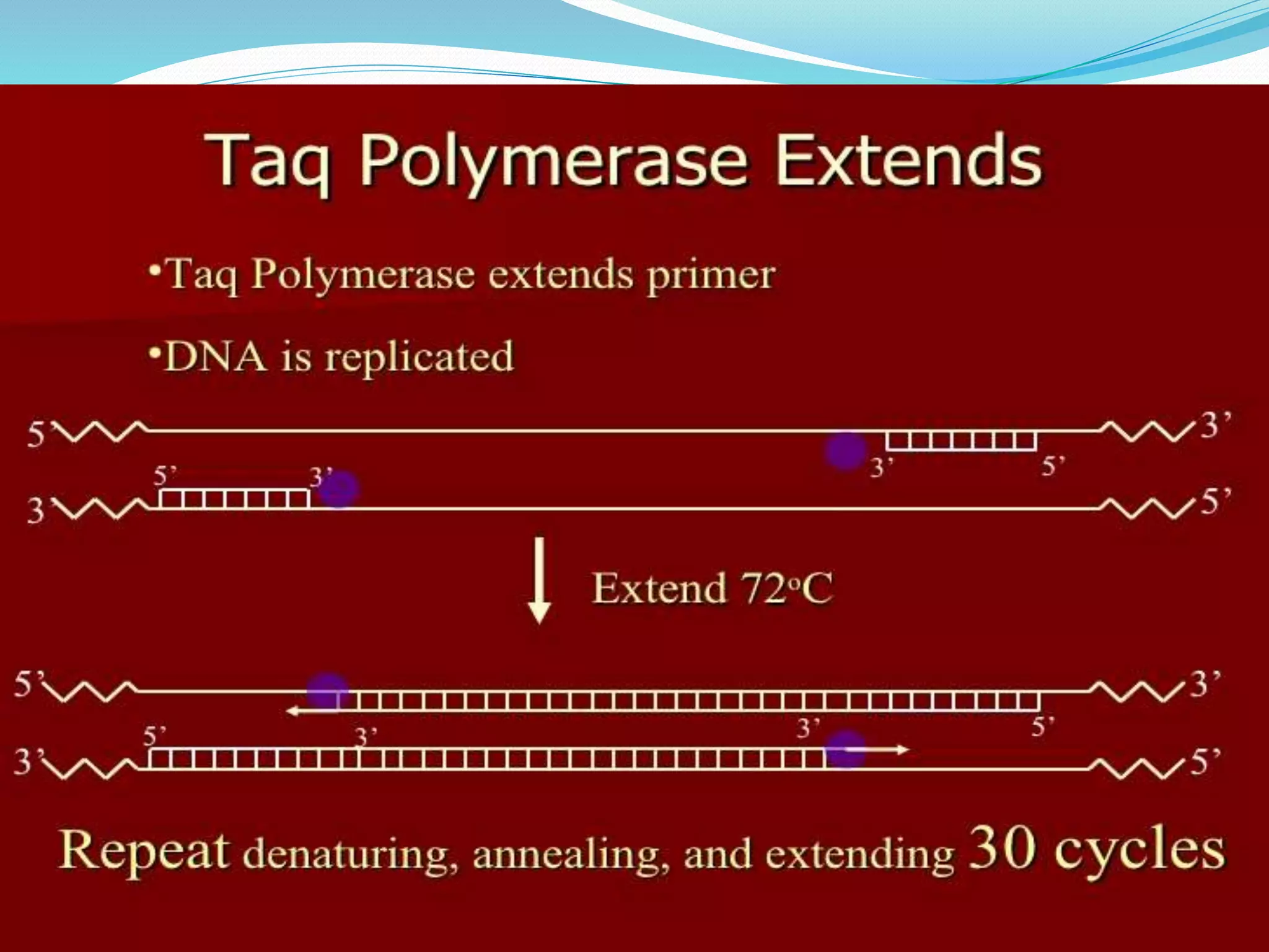 Polymerase cHain reaction procedure and application | PPTX