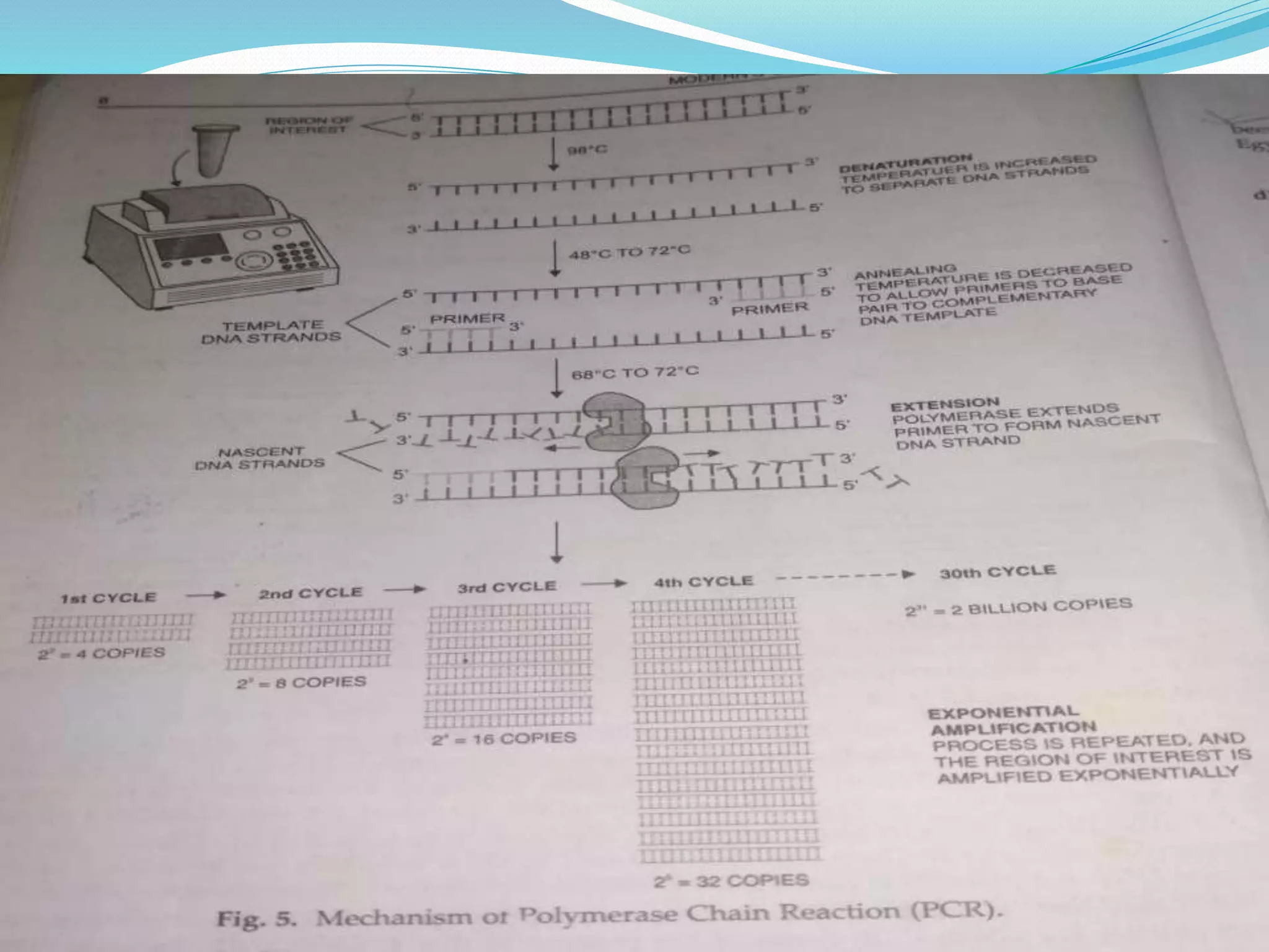 Polymerase cHain reaction procedure and application | PPTX