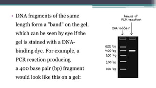 Pcr | PPTX