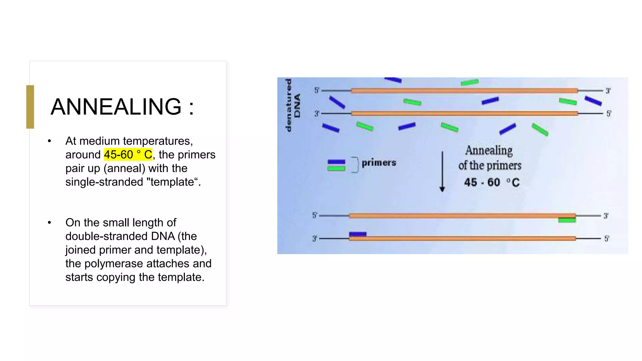 Pcr | PPTX