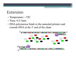 PCR and type of PCR | PDF