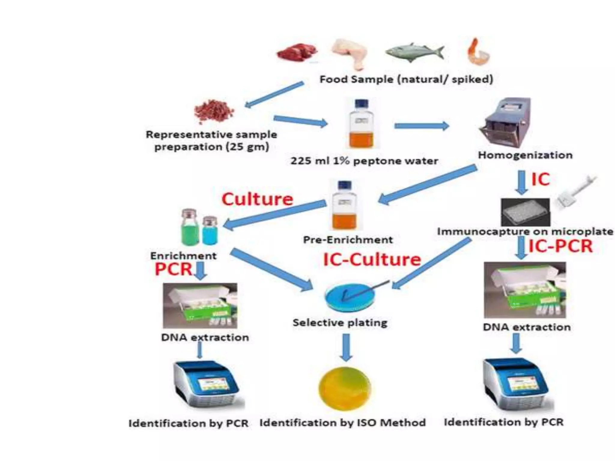 PCR- Polymeric Chain Reaction | PPTX