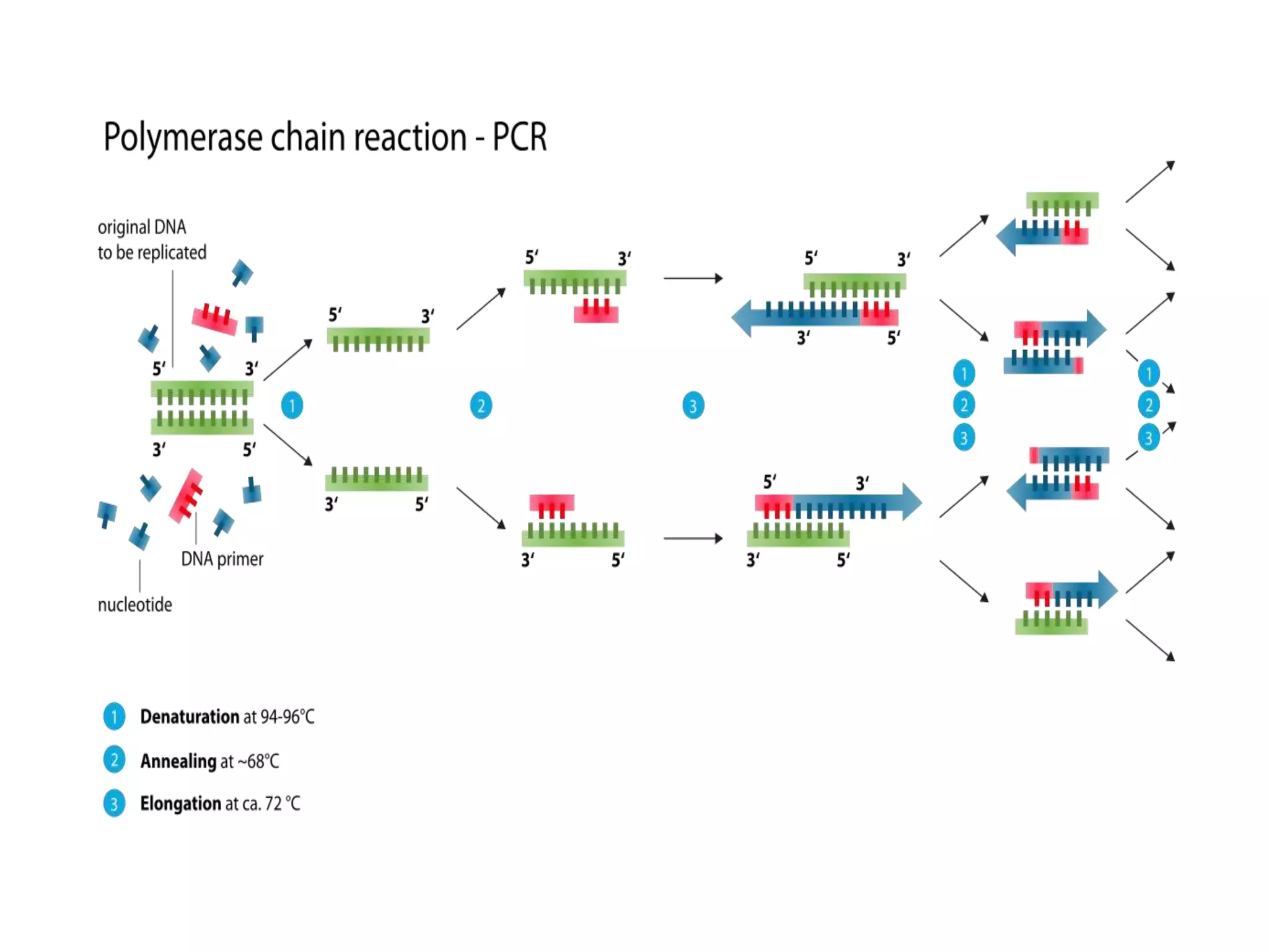 PCR- Polymeric Chain Reaction | PPTX