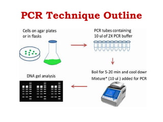 PCR- Polymeric Chain Reaction | PPT