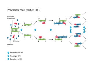 PCR- Polymeric Chain Reaction | PPTX