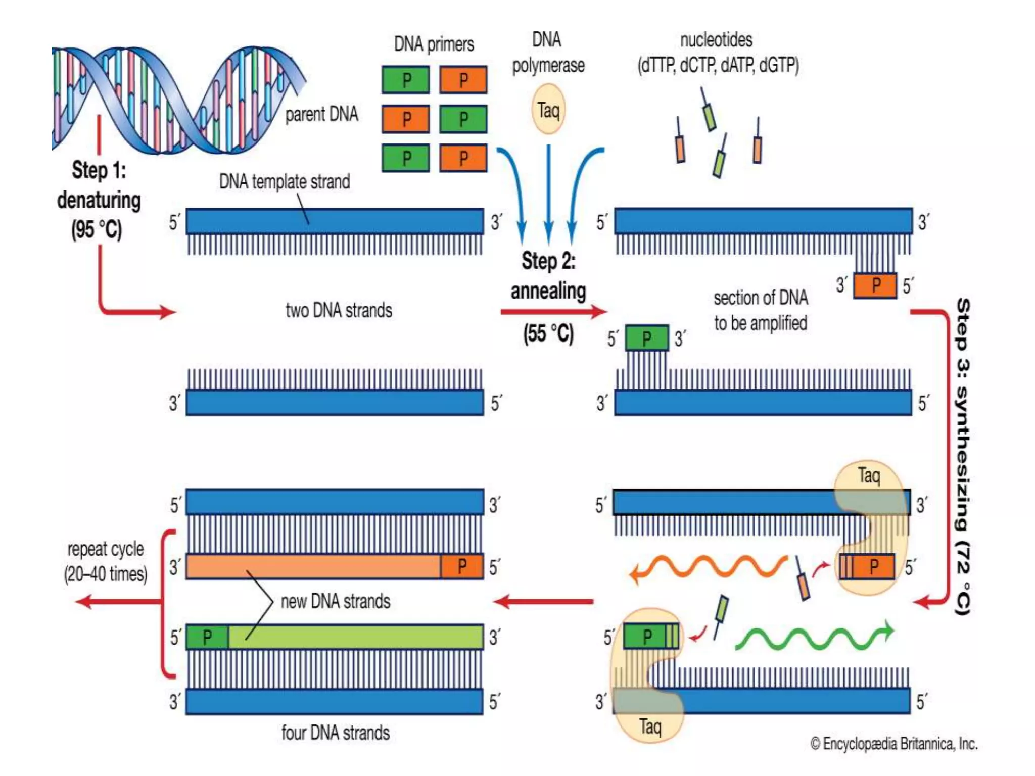 Polymerase Chain Reaction, PCR-139, Definition, Principle, Types and ...